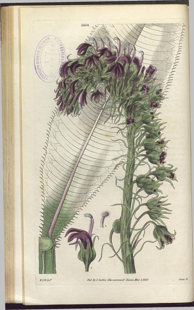Lobelia robusta | Europeana