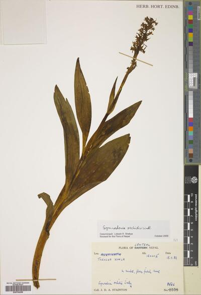 Gymnadenia orchidis Lindl. | Europeana