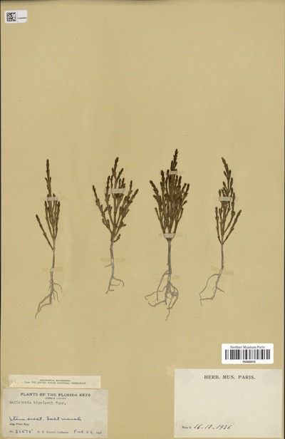 Salicornia bigelovii Torr. | Europeana