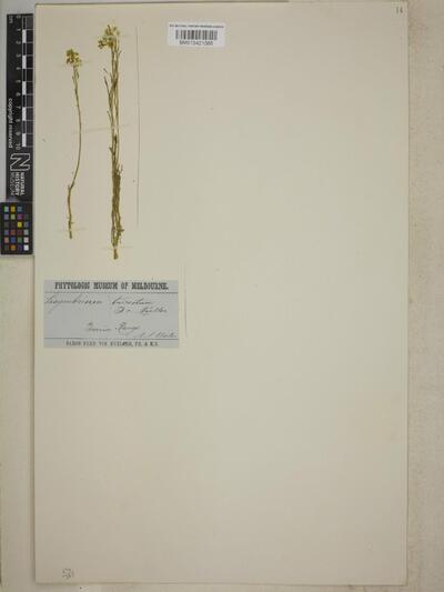 Arabidella trisecta (F.Muell.) O.E.Schulz | Europeana