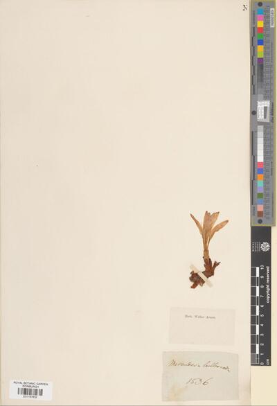Colchicum montanum L. | Europeana