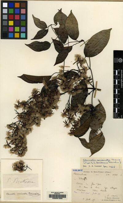 Clematis uncinata Champ. | Europeana