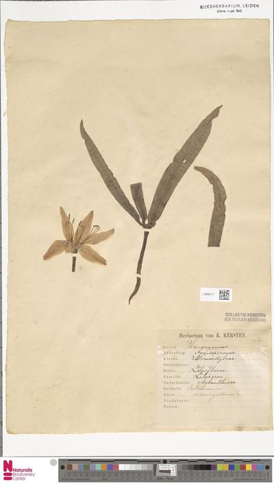 Colchicum variegatum L. | Europeana
