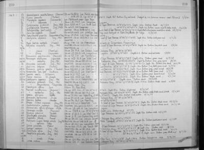 Paraonides lyra lyra Southern | Europeana