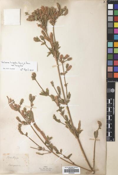 Verbena hispida var. hispida | Europeana