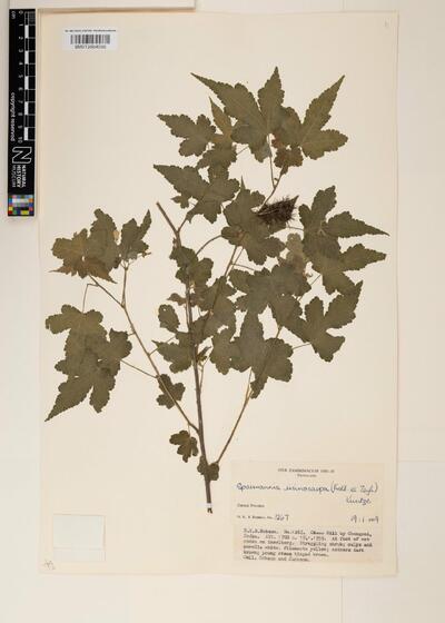Sparmannia ricinocarpa (Ecklon & Zeyher) Kuntze | Europeana