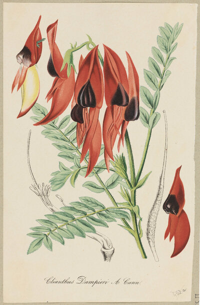 Ga zka Australijskiej Akacji Clianthus Dampieri A Cunn karta Z 