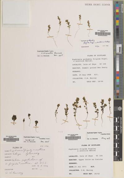 Euphrasia frigida x micrantha | Europeana