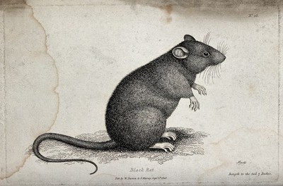 A black rat sitting upright on the ground. Etching by W. S. Howitt ...