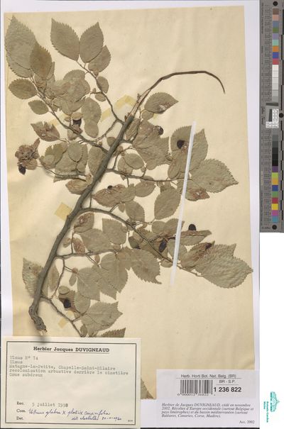 Ulmus sp. | Europeana