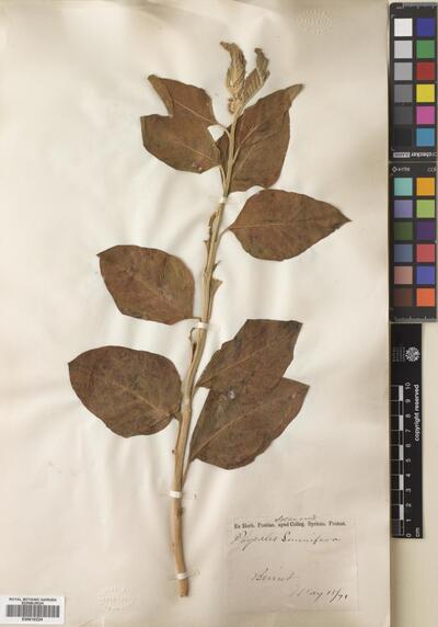 Withania somnifera (L.) Dunal | Europeana