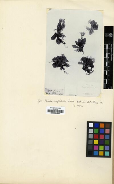 Primula moupinensis Franch. | Europeana