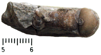 Lituites sp. | Europeana