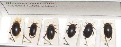 Rhantus suturellus, skalbagge, dykare | Europeana