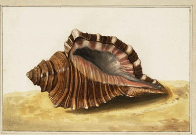 Een uitheemse schelp van een zeeslak | Europeana