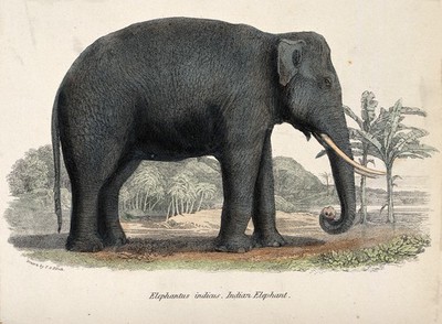 An Indian elephant (Elephas indicus). Coloured etching after F O Finch ...