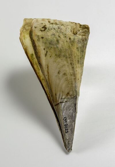 Pinna muricata (Linnaeus, 1758) | Europeana