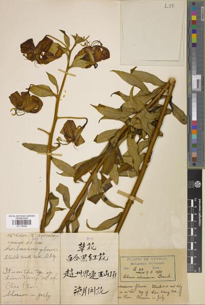 Lilium primulinum var. ochraceum (Franch.) Stearn | Europeana
