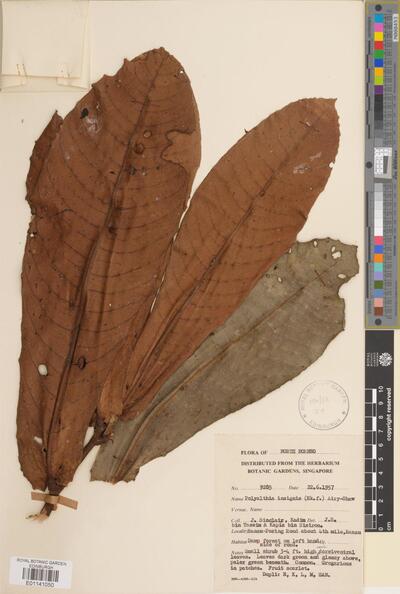 Polyalthia insignis | Europeana