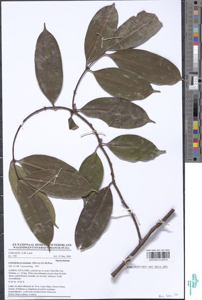 Landolphia pyramidata (Pierre) J.G.M.Pers. | Europeana