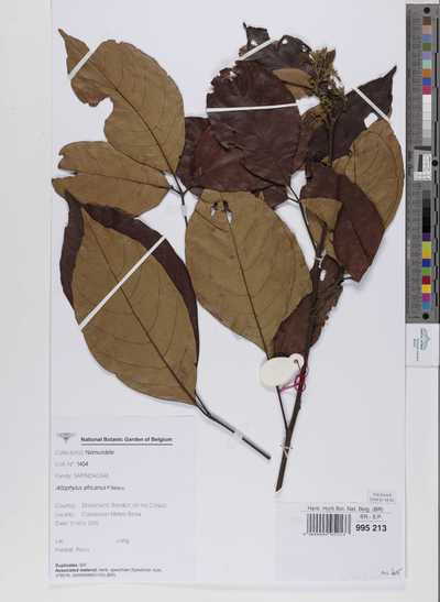 Allophylus africanus P.Beauv. | Europeana