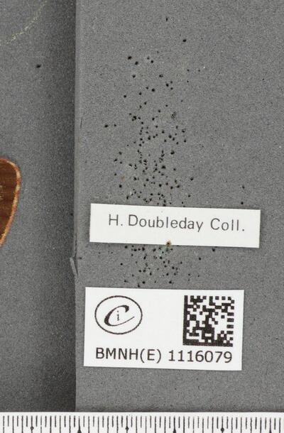 Colias croceus f. helice Hübner, 1779 | Europeana