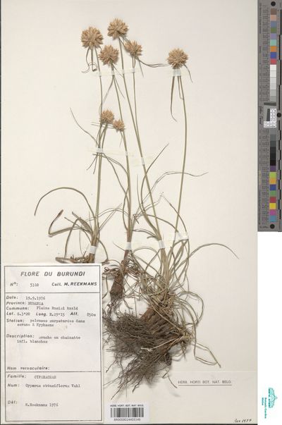 Cyperus niveus Retz. var. leucocephalus (Kunth) Fosberg | Europeana