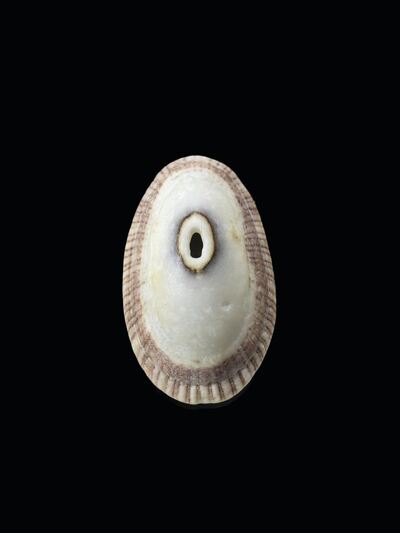 Fissurella nubecula (Linnaeus, 1758) | Europeana