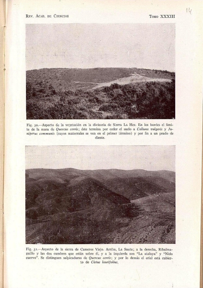 Cistus laurifolius | Europeana