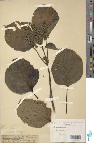 Premna sp. | Europeana