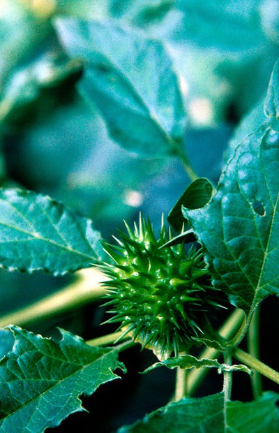 Datura stramonium (Thornapple). Also called Jimsonweed | Europeana