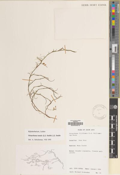 Octarrhena tenuis J.J.Sm. | Europeana