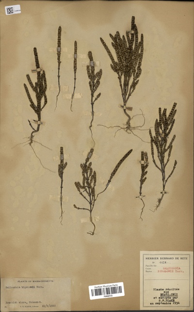 Salicornia bigelovii Torr. | Europeana