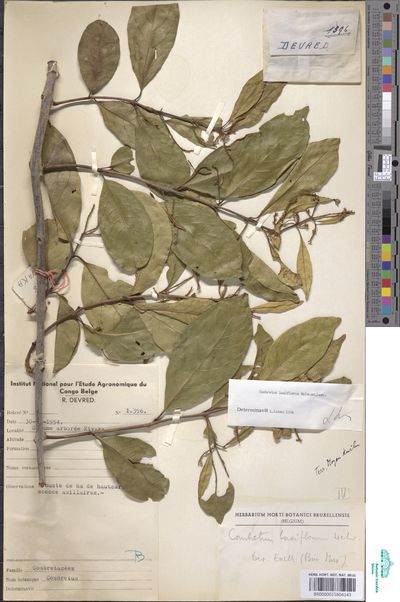 Combretum celastroides Welw. ex M.A.Lawson subsp. laxiflorum (Welw. ex ...