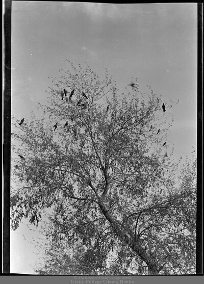 Negative: Birds sitting in a tree | Europeana