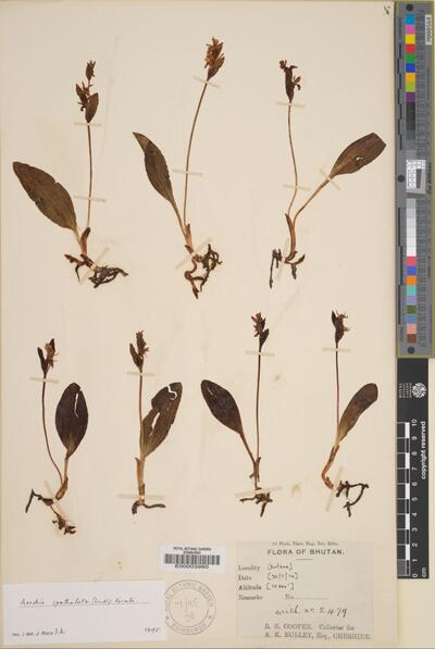 Aorchis spathulata (Lindl.) Verm. | Europeana