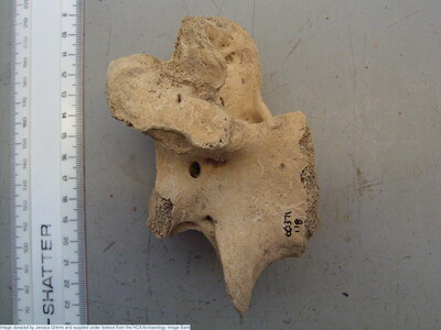 Cattle epistropheus from Upavon | Europeana