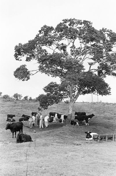 Kuhherde | Europeana