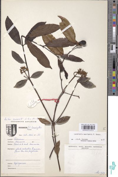 Landolphia owariensis P.Beauv. | Europeana